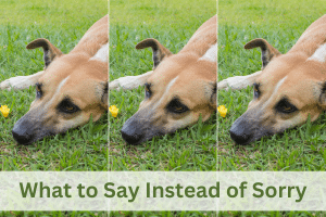 What to Say Instead of Sorry: 5 Powerful Responses - The Ultimate Guide ...